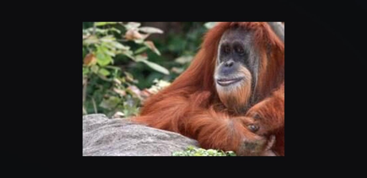 7 Animals That Changed the Course of History