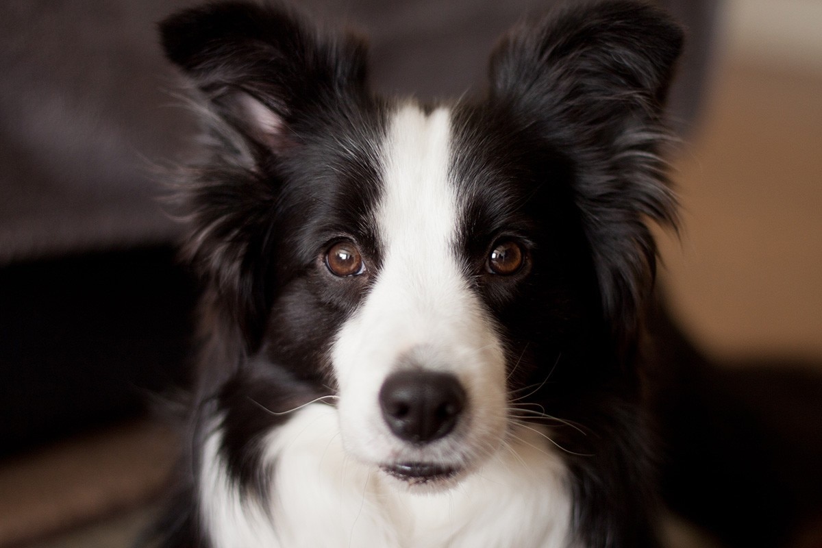 Through Your Dog’s Eyes: Can a Dog See Colors?