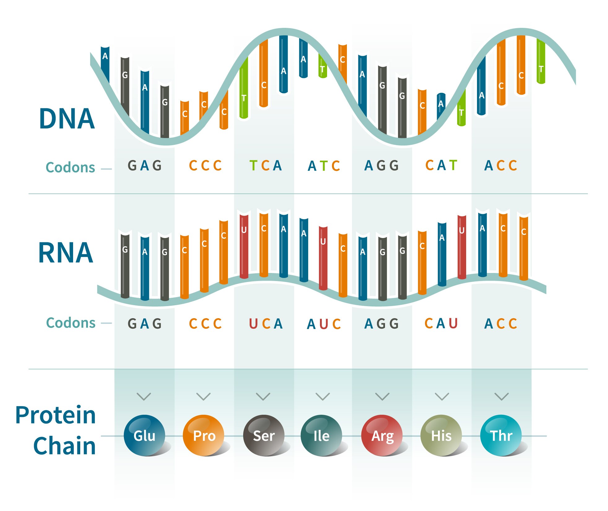 DNA DNA AncestryDNA Bob 