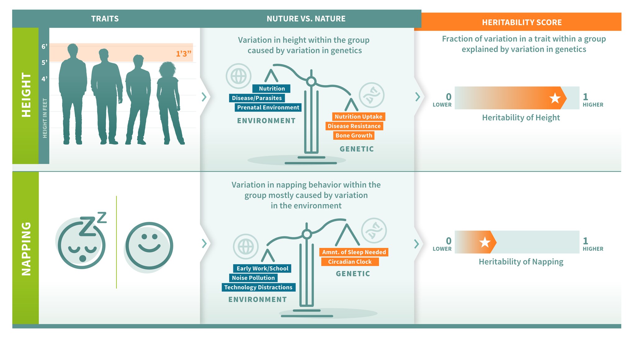 Heritability AncestryDNA Learning Hub Heritability AncestryDNA Learning Hub