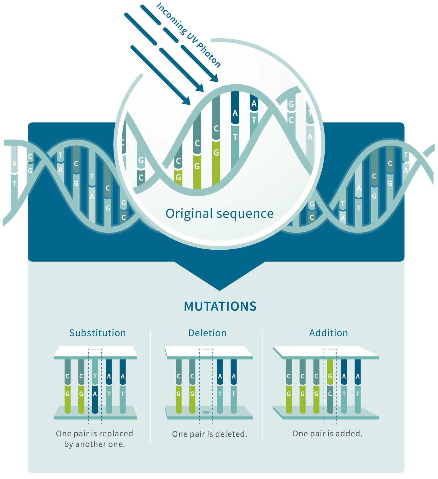 DNA Mutation AncestryDNA Learning Hub DNA Mutation AncestryDNA Learning Hub