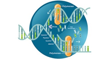 What is DNA made of? | AncestryDNA® Learning Hub