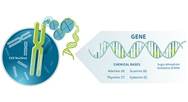 What is DNA made of? | AncestryDNA® Learning Hub