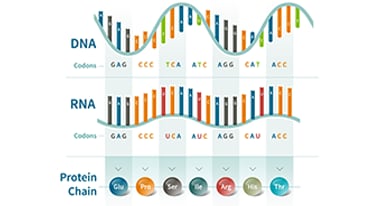 Cells | Where is DNA found in a cell? | AncestryDNA® Learning Hub