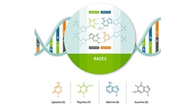 Non-Coding DNA | AncestryDNA® Learning Hub