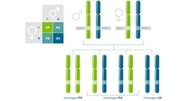 Polygenic Risk Score | AncestryDNA® Learning Hub