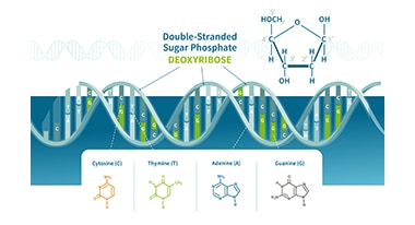 DNA + Family Trees | AncestryDNA® Learning Hub